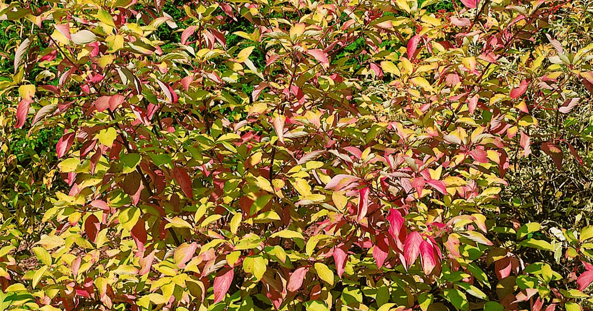 Cornus amomum 'Blue Cloud' Pflanze, Pflege & Tipps Floragard
