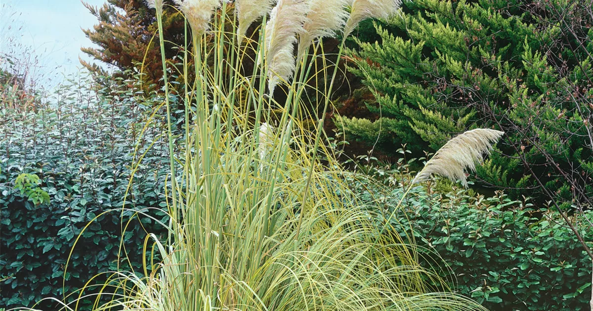 Cortaderia selloana 'Mini Goldpampas' Pflanze, Pflege & Tipps Floragard