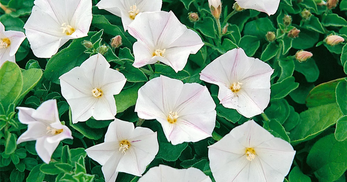 Ackerwinde Pflanze, Pflege & Tipps Floragard