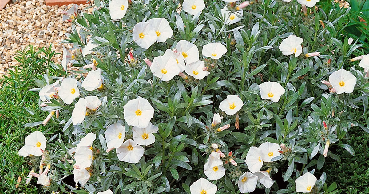 Convolvulus cneorum 'White Sensation' Pflanze, Pflege & Tipps Floragard
