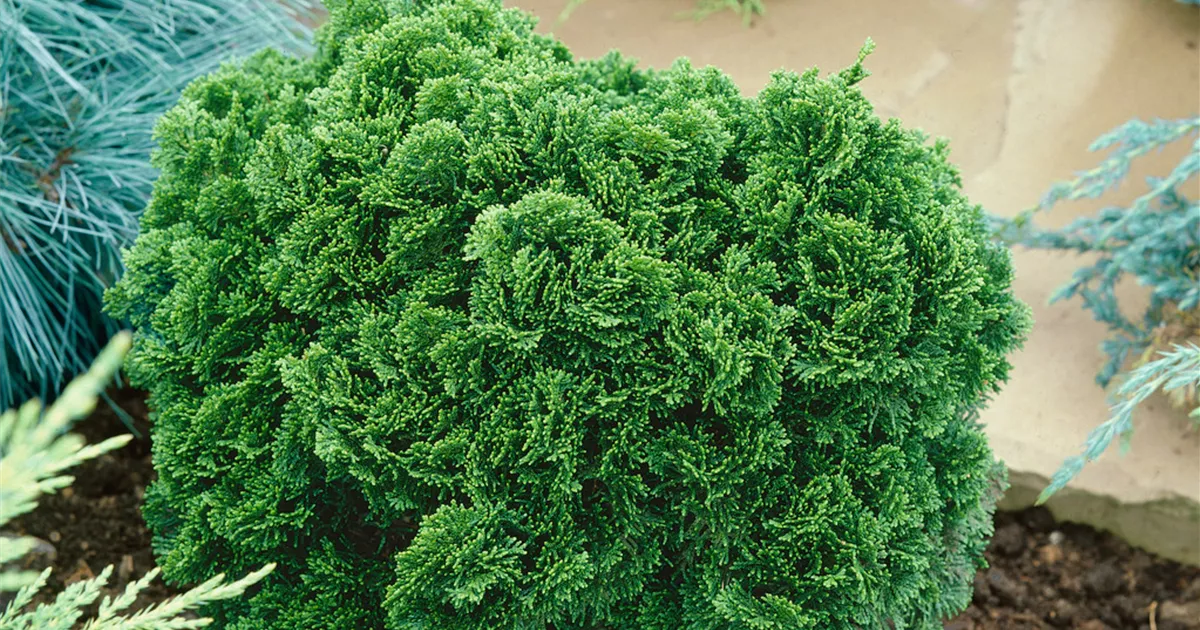 Chamaecyparis obtusa 'Nana Compacta' Pflanze, Pflege & Tipps Floragard
