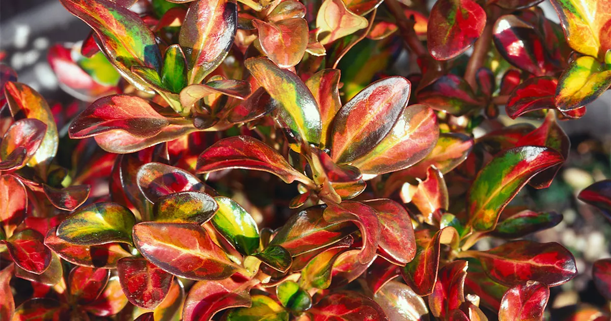 Coprosma repens 'Pink Splendor' Pflanze, Pflege & Tipps Floragard