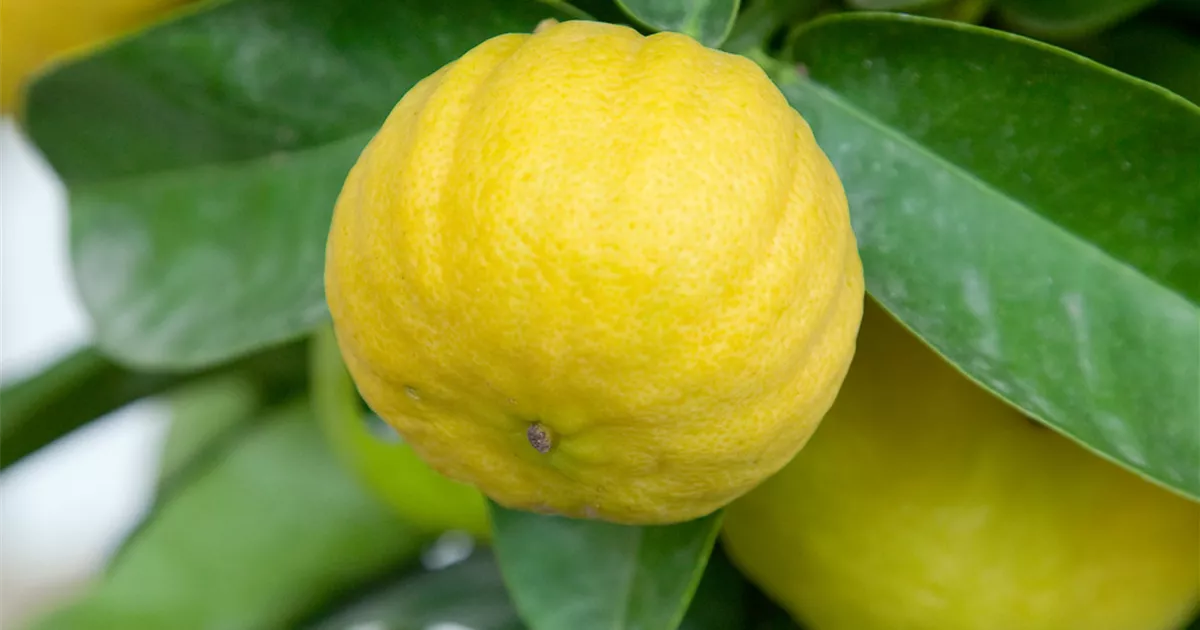 Citrus limetta 'Pursha Dolce' Pflanze, Pflege & Tipps Floragard