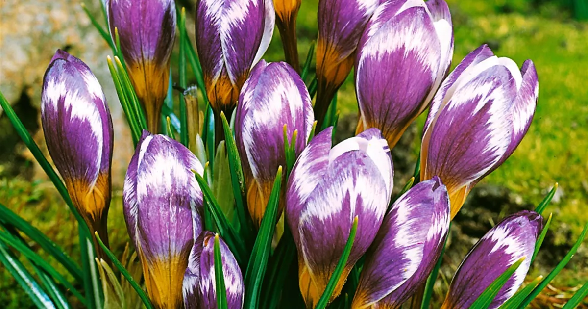 Krokus 'Spring Beauty' Pflanze, Pflege & Tipps Floragard
