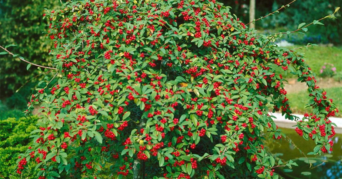 Cotoneaster watereri 'Pendulus' Pflanze, Pflege & Tipps Floragard
