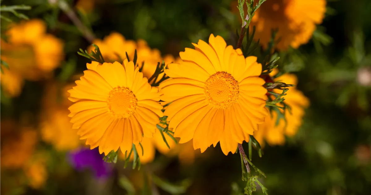 Cladanthus arabicus Pflanze, Pflege & Tipps Floragard