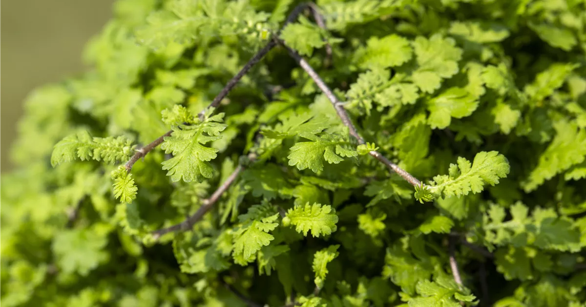 Cotula dioica 'Minima' Pflanze, Pflege & Tipps Floragard
