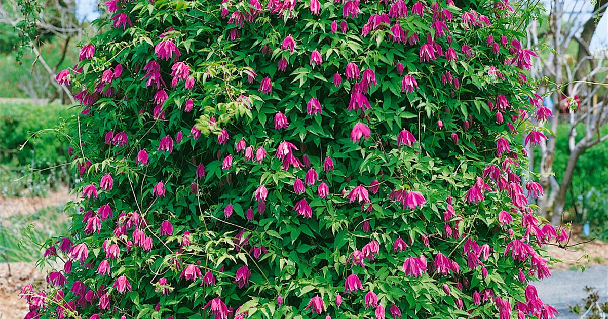 Clematis alpina 'Constance' Pflanze, Pflege & Tipps Floragard