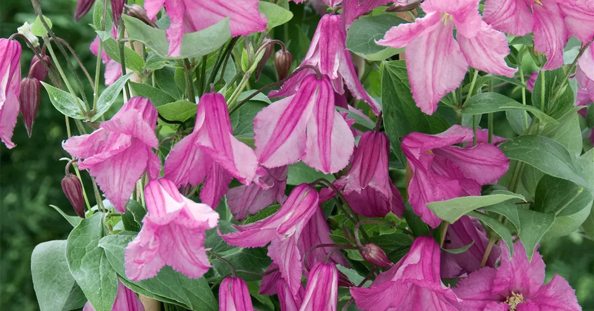 Clematis integrifolia 'Double Rose' Pflanze, Pflege & Tipps Floragard