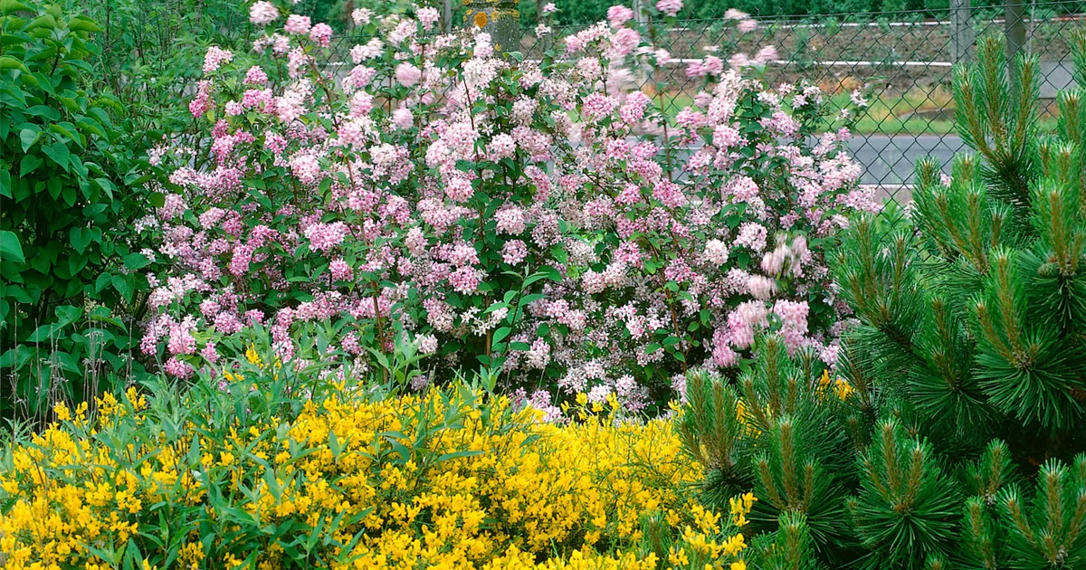 Deutzia compacta 'Lavender Time' Pflanze, Pflege & Tipps Floragard