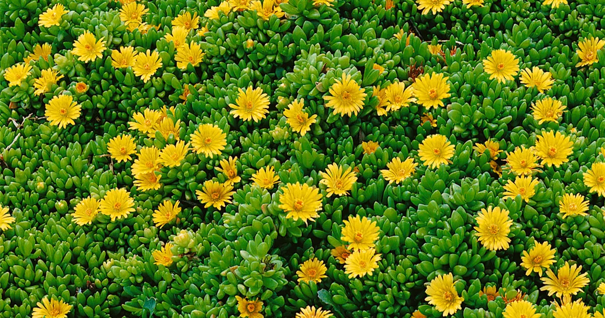 Delosperma nubigenum 'Lesotho' Pflanze, Pflege & Tipps Floragard