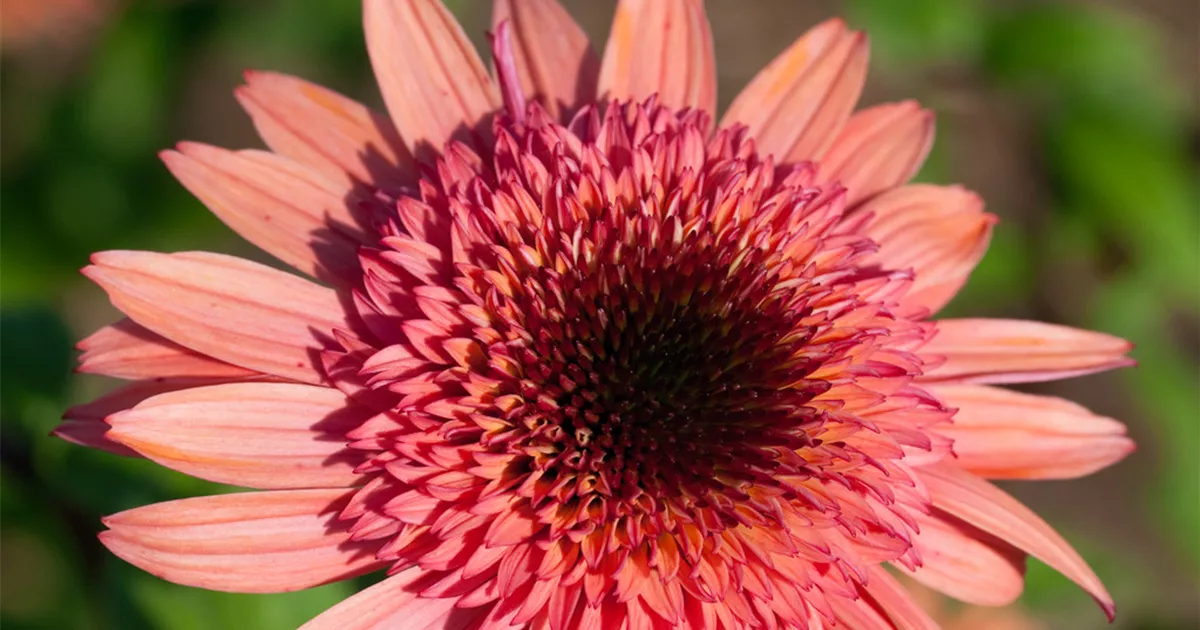 Echinacea purpurea 'Raspberry Truffle' Pflanze, Pflege & Tipps Floragard