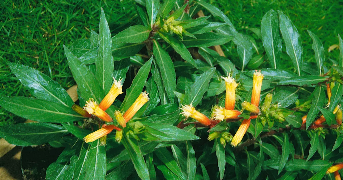 Cuphea micropetala Pflanze, Pflege & Tipps Floragard