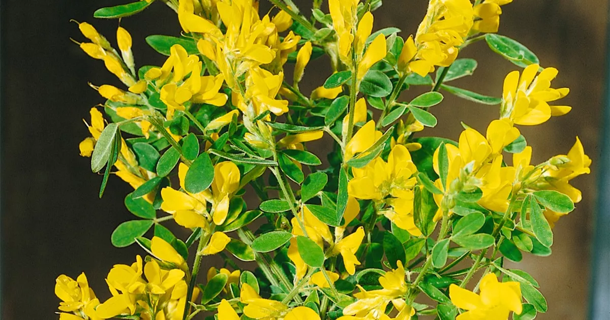 Cytisus 'Porlock' Pflanze, Pflege & Tipps Floragard