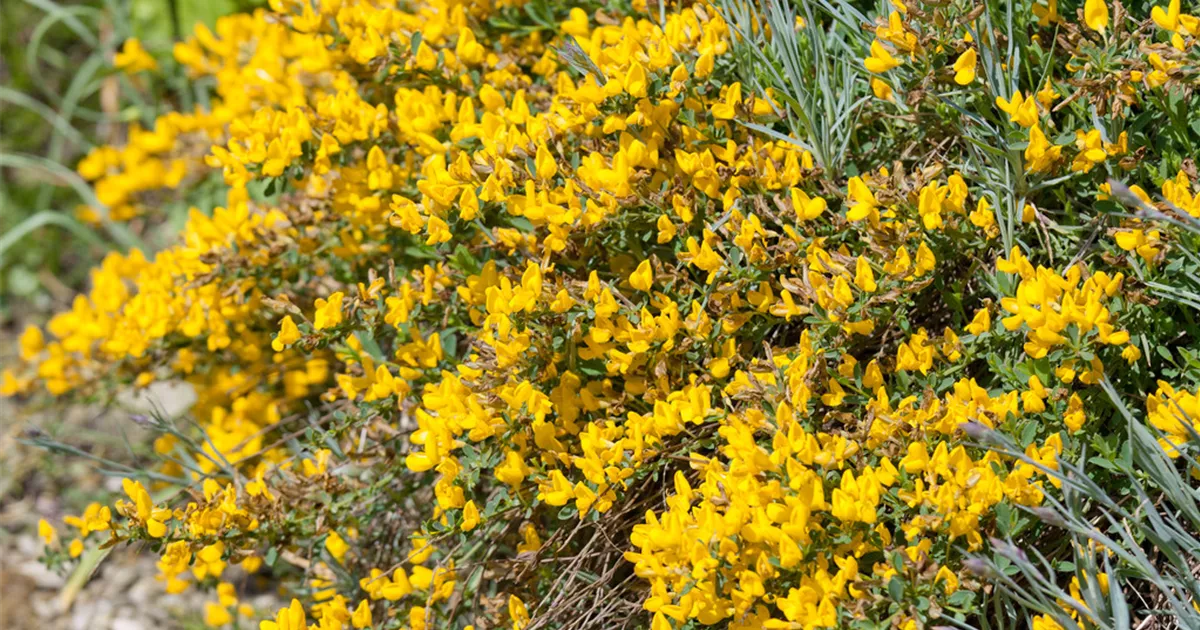 Cytisus procumbens Pflanze, Pflege & Tipps Floragard