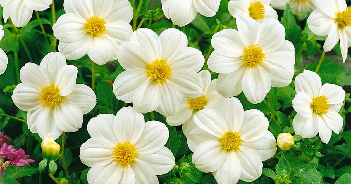 Dahlia 'Sneezy' Pflanze, Pflege & Tipps Floragard