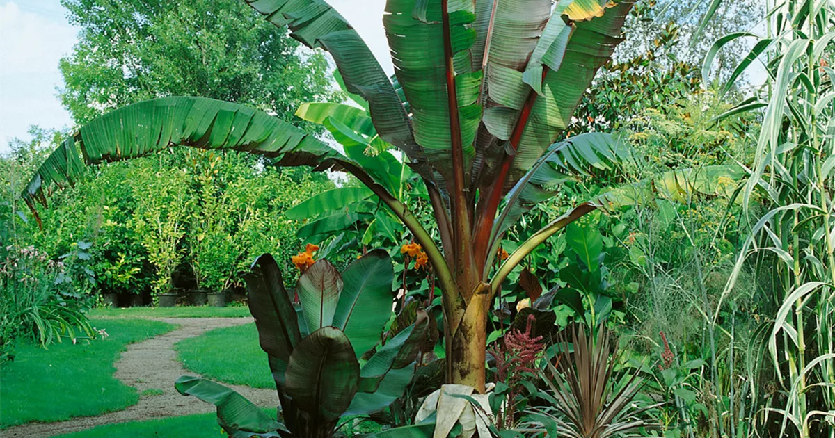 Ensete ventricosum 'Maurelii' Pflanze, Pflege & Tipps Floragard