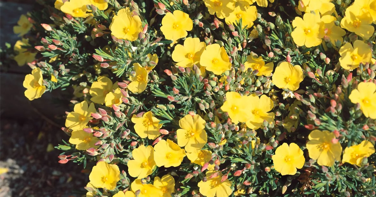 Halimium commutatum 'April Sun' Pflanze, Pflege & Tipps Floragard