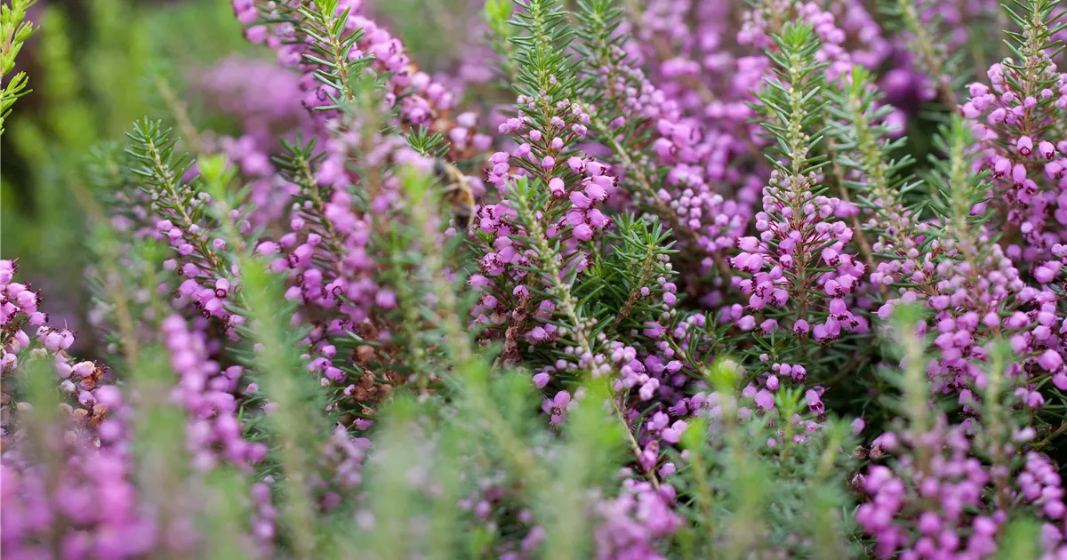 Oldenburger Heide Pflanze, Pflege & Tipps Floragard