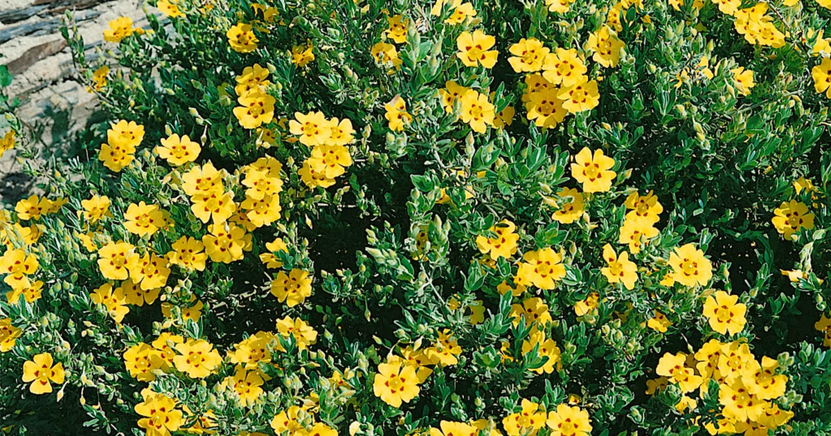 Halimium Pflanze, Pflege & Tipps Floragard