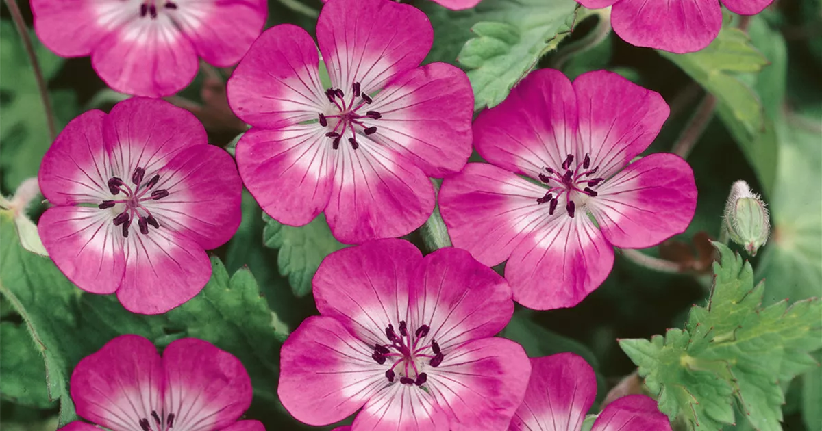 Geranium wallichianum 'Sweet Heidy'® Pflanze, Pflege & Tipps Floragard