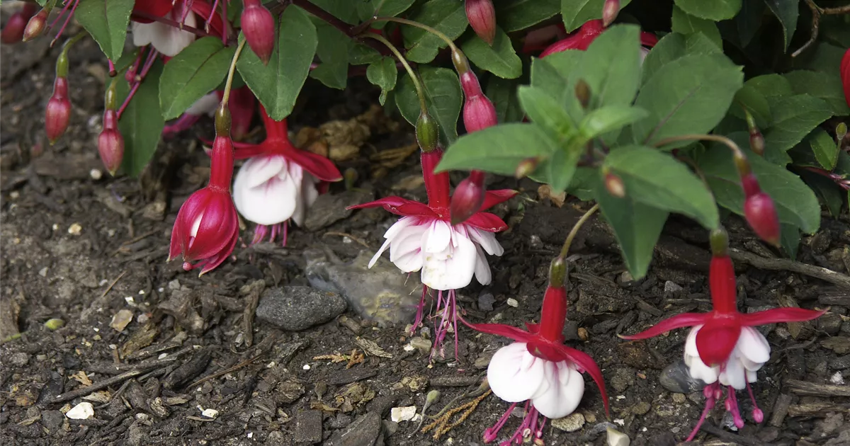 Fuchsie 'Snowcap' Pflanze, Pflege & Tipps Floragard