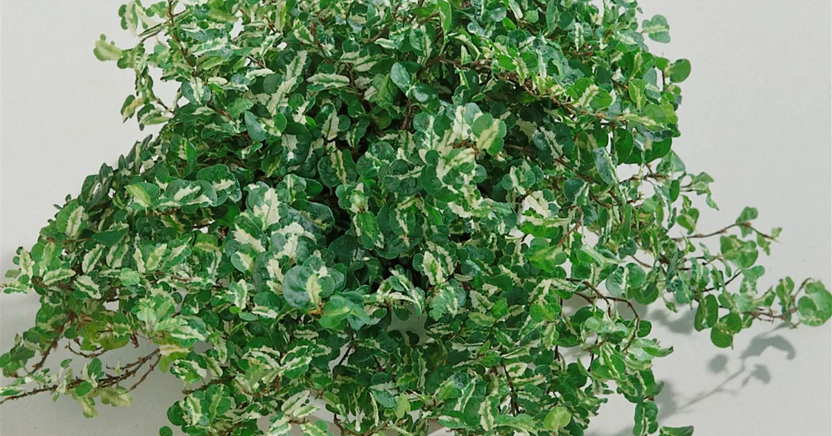 Ficus pumila 'Sunny' Pflanze, Pflege & Tipps Floragard