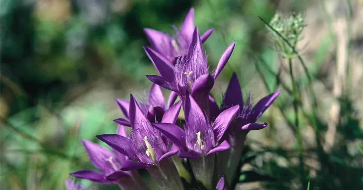 Gentiana scabra 'Zuki Rindo' Pflanze, Pflege & Tipps Floragard