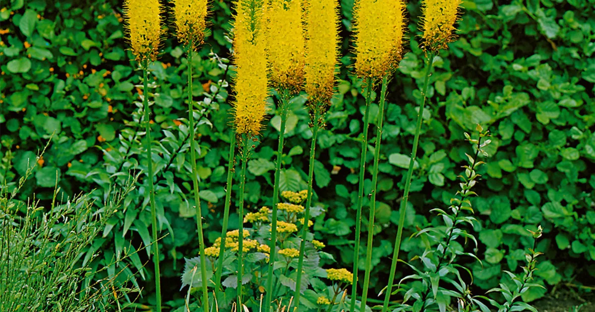Eremurus bungei Pflanze, Pflege & Tipps Floragard