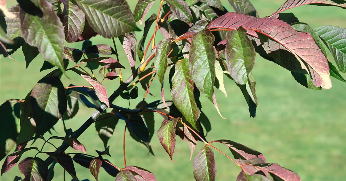 Fraxinus americana 'Autumn Purple'® Pflanze, Pflege & Tipps Floragard