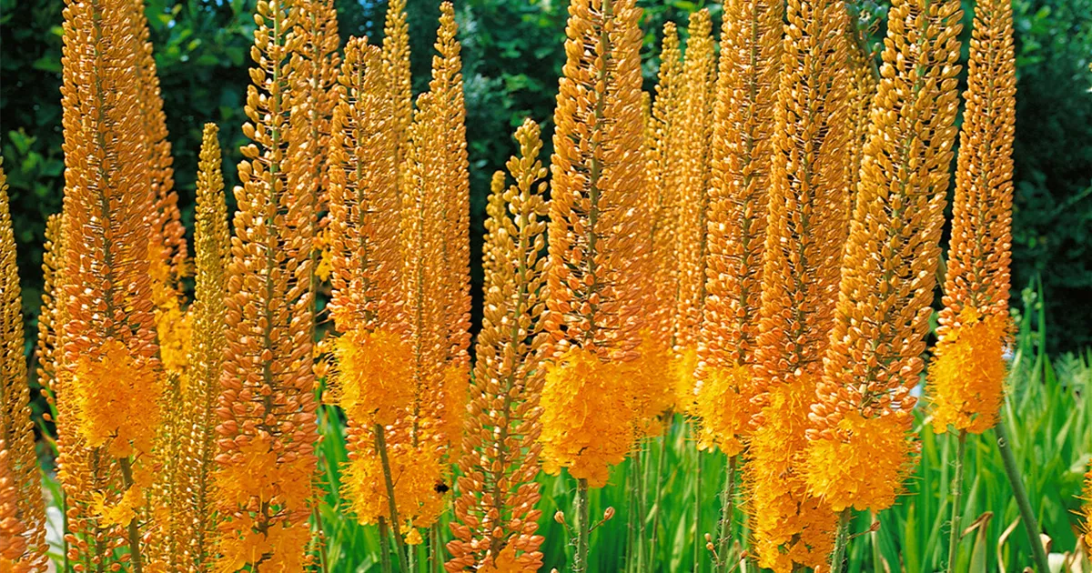 Eremurus 'Cleopatra' Pflanze, Pflege & Tipps Floragard
