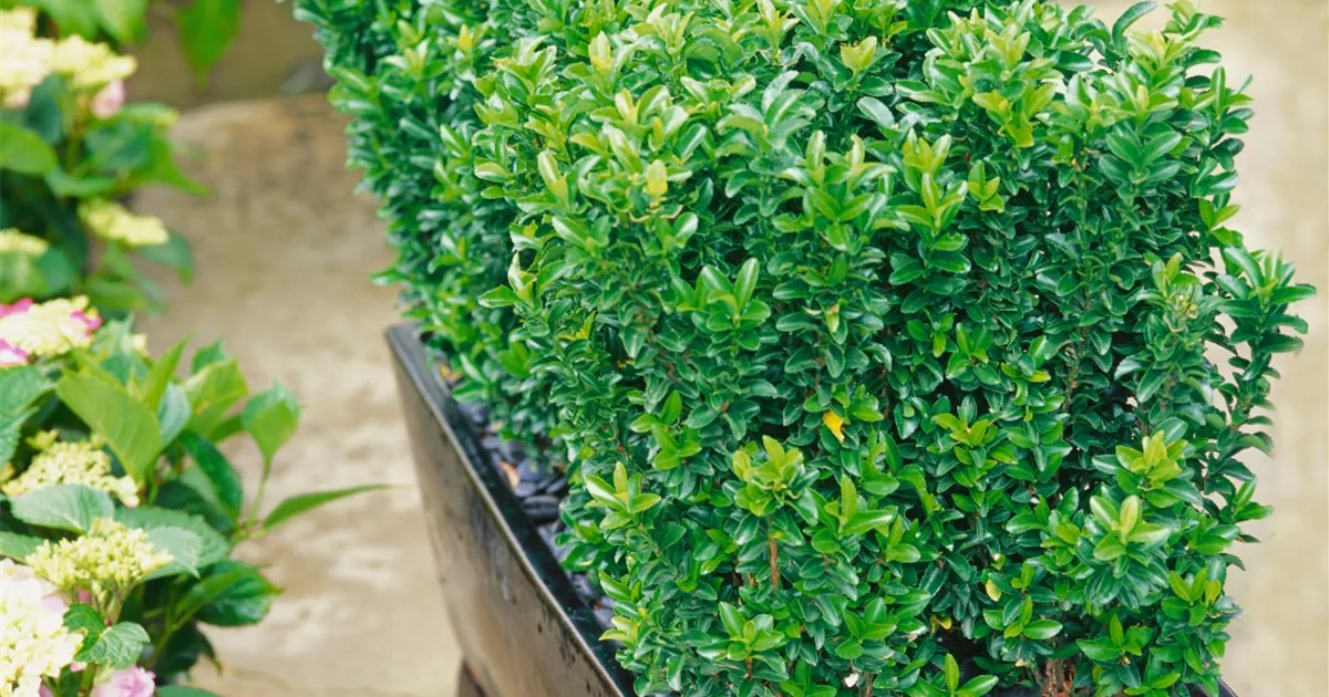 'Green Rocket' Pflanze, Pflege & Tipps Floragard