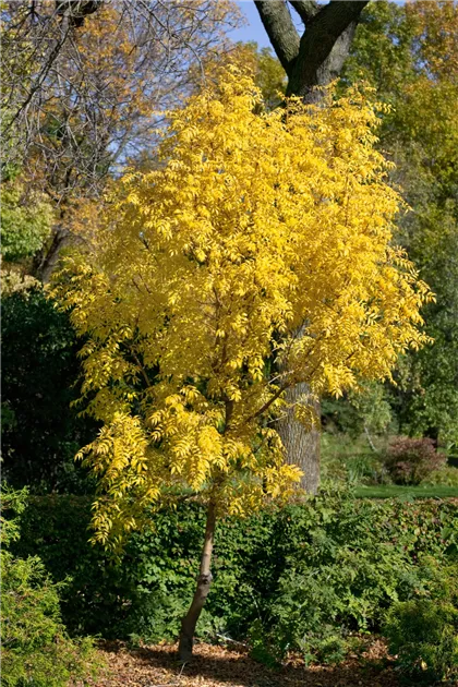 Galho Fraxinus Excelsior Artenseite: Fraxinus Excelsior Gewöhnliche