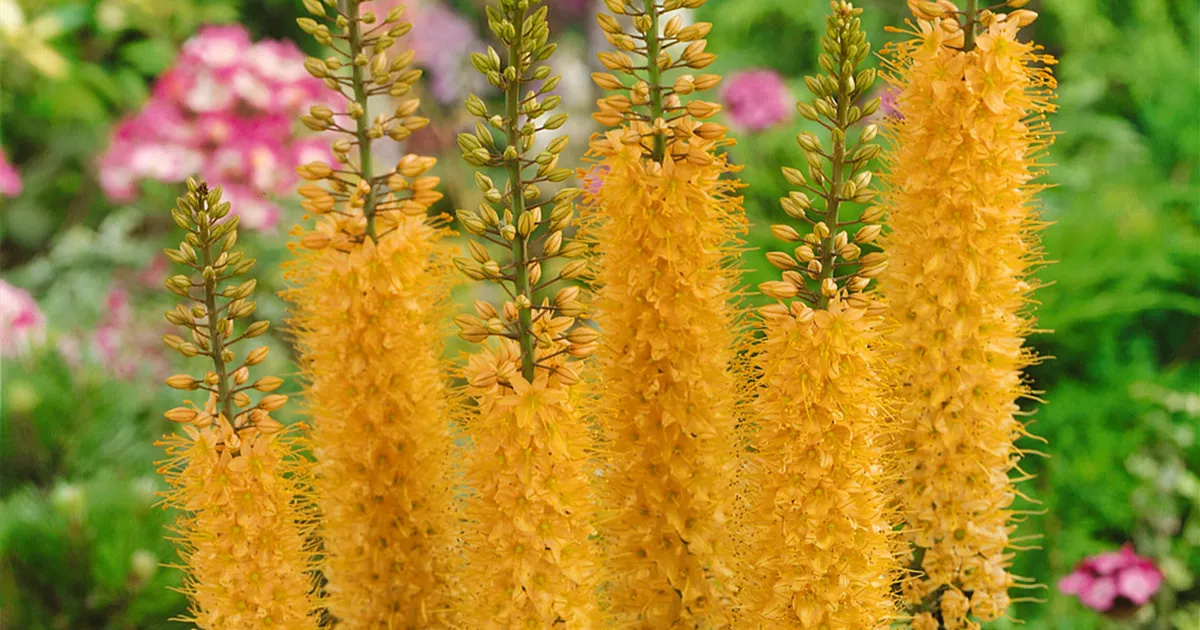 Eremurus 'Rumba' Pflanze, Pflege & Tipps Floragard
