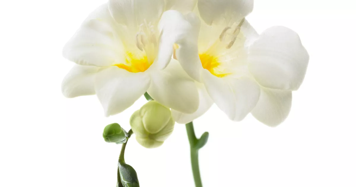 Freesie 'Ballerina' Pflanze, Pflege & Tipps Floragard