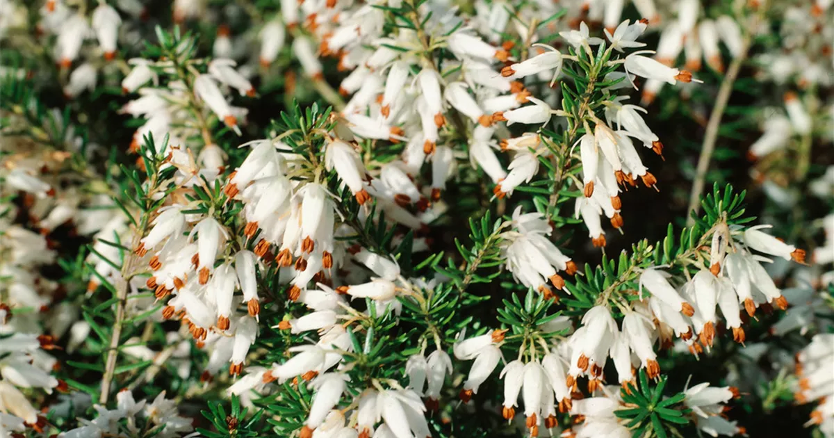 Erica carnea 'Springwood White' Pflanze, Pflege & Tipps Floragard