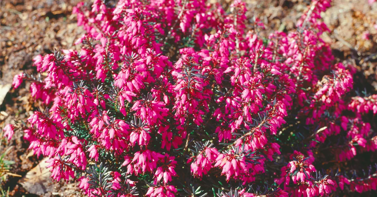 Erica carnea 'Vivellii' Pflanze, Pflege & Tipps Floragard
