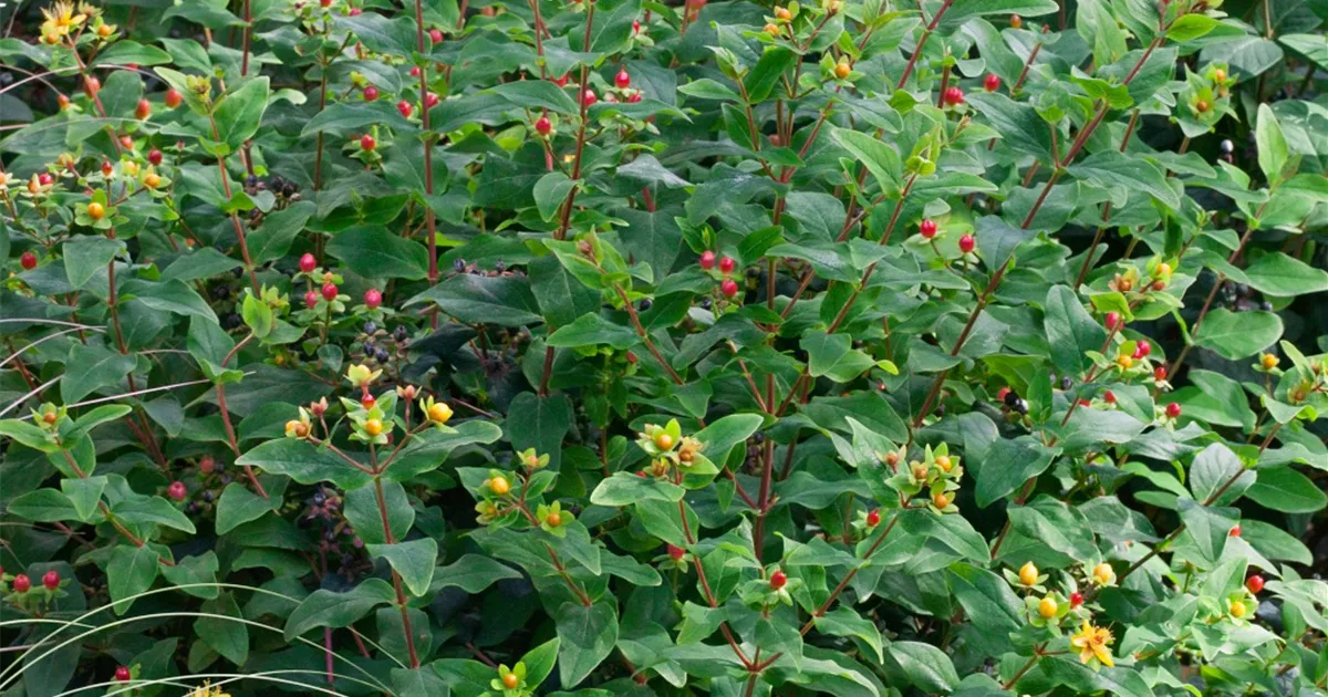 Hypericum inodorum 'Magical Limelight'® Pflanze, Pflege & Tipps Floragard