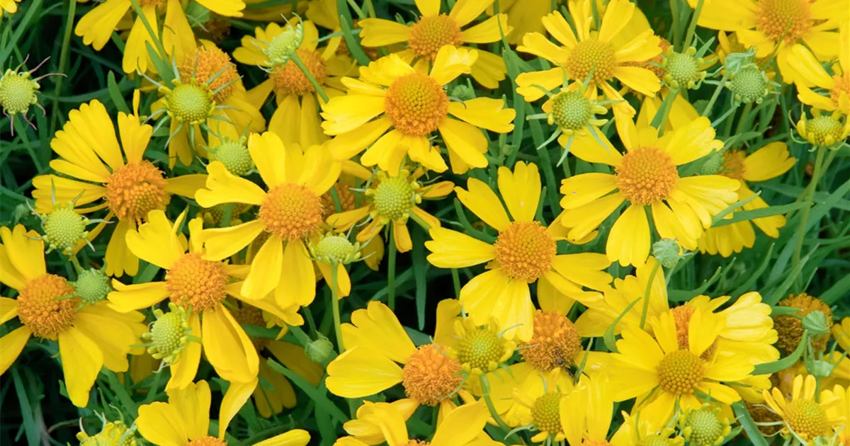 Herbst-Sonnenbraut 'Helena Gold' Pflanze, Pflege & Tipps Floragard