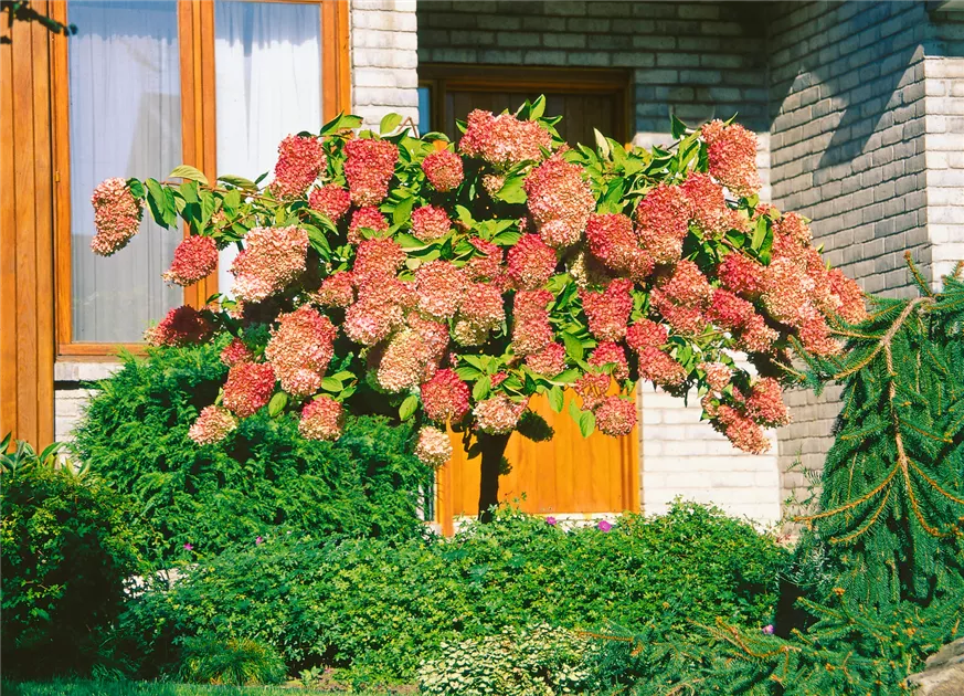 Hydrangea Paniculata Grandiflora Tree Full Sun | Woodleigh Nursery