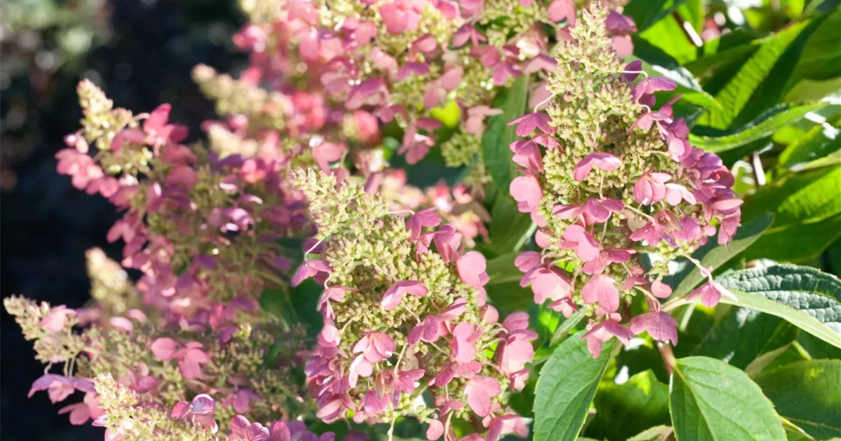 Hydrangea paniculata 'Magical Candle'® Pflanze, Pflege & Tipps Floragard