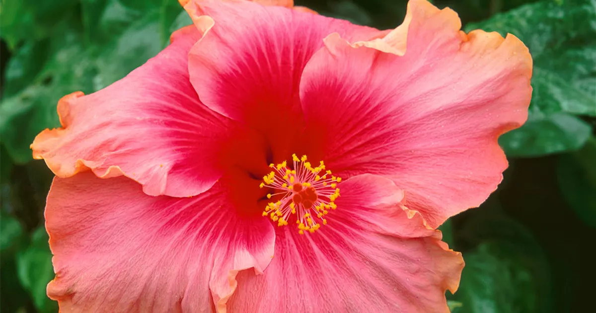 Hibiscus rose store