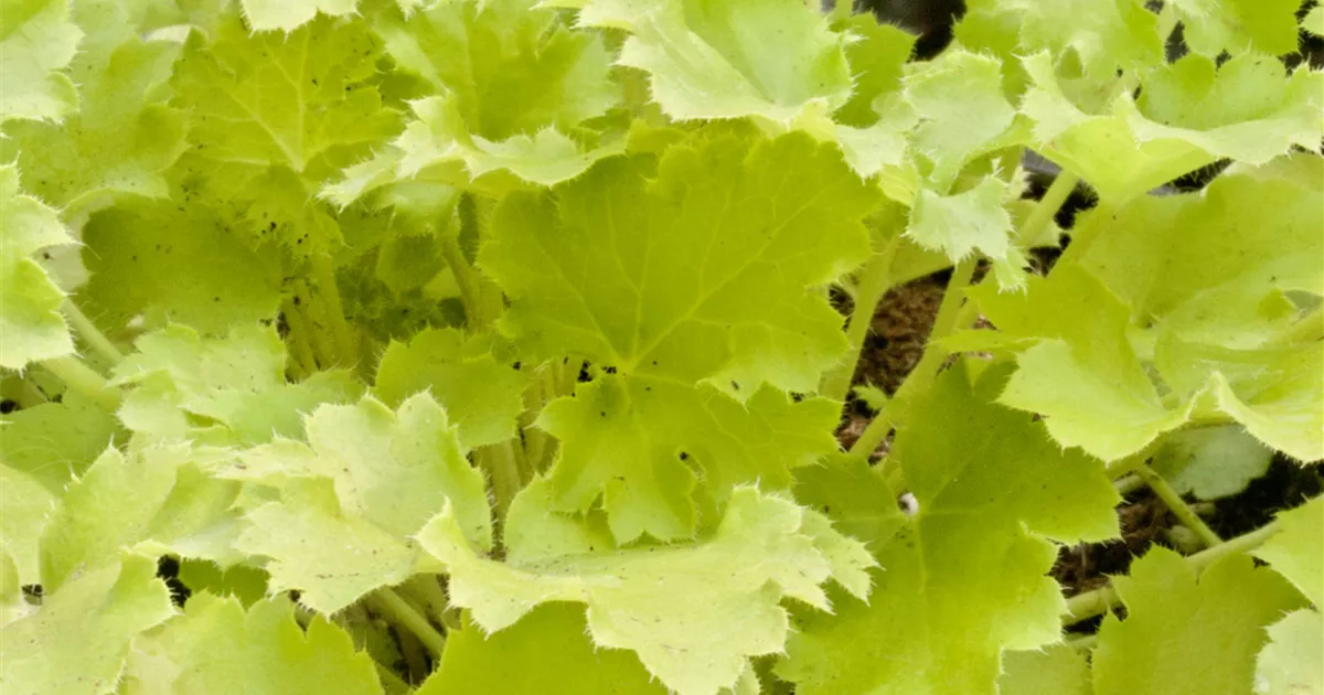 Heuchera villosa Citronelle Pflanze Pflege Tipps Floragard
