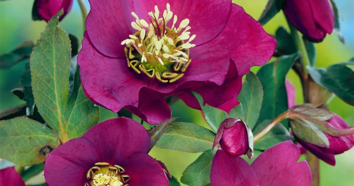 Helleborus orientalis 'Red Lady' Pflanze, Pflege & Tipps Floragard