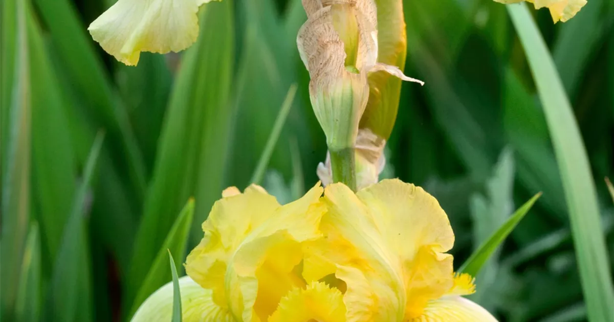 Iris x germanica 'October Sun' Pflanze, Pflege & Tipps Floragard