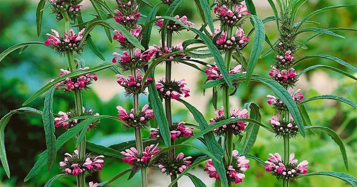 Leonurus sibiricus Pflanze, Pflege & Tipps Floragard