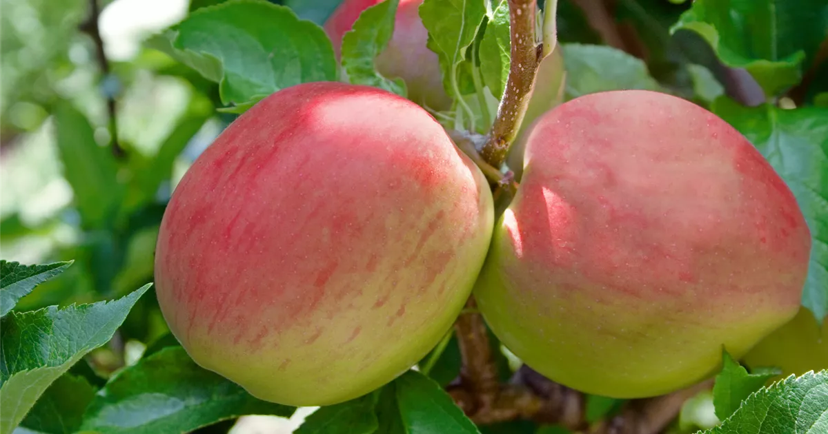Apfel 'Paradies' Pflanze, Pflege & Tipps Floragard