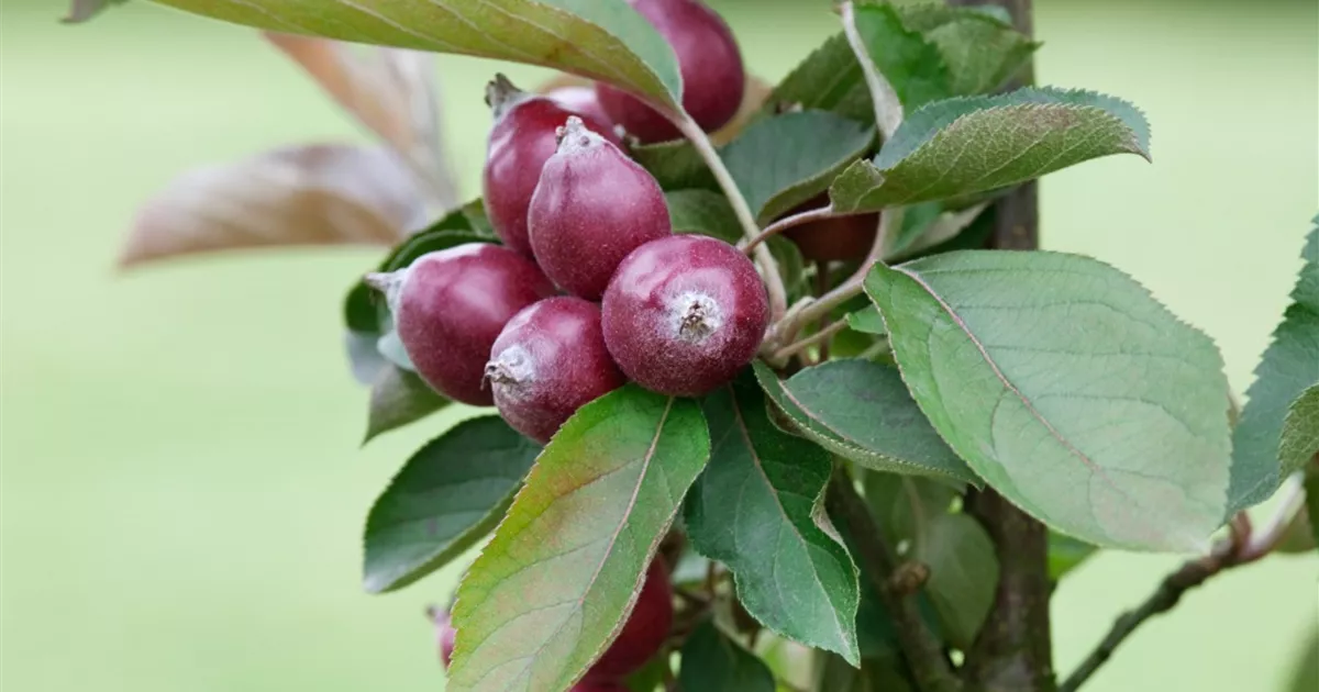 Malus 'Appletini'® Pflanze, Pflege & Tipps Floragard
