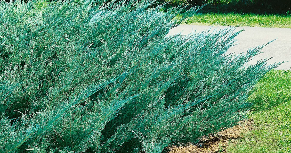 Juniperus sabina 'Blue Danube' Pflanze, Pflege & Tipps Floragard