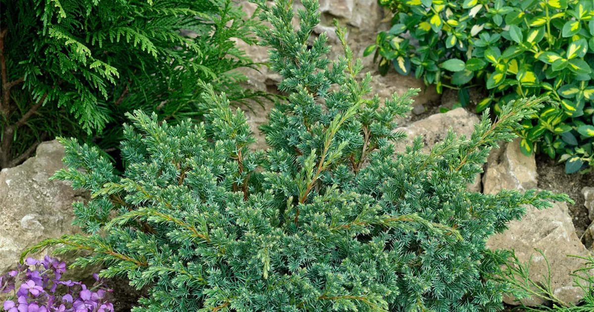 Juniperus squamata 'Blue Swede' Pflanze, Pflege & Tipps Floragard